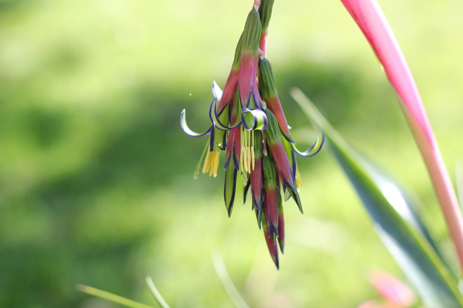 A bókoló billbergia gondozása (Billbergia nutans) - KertVár