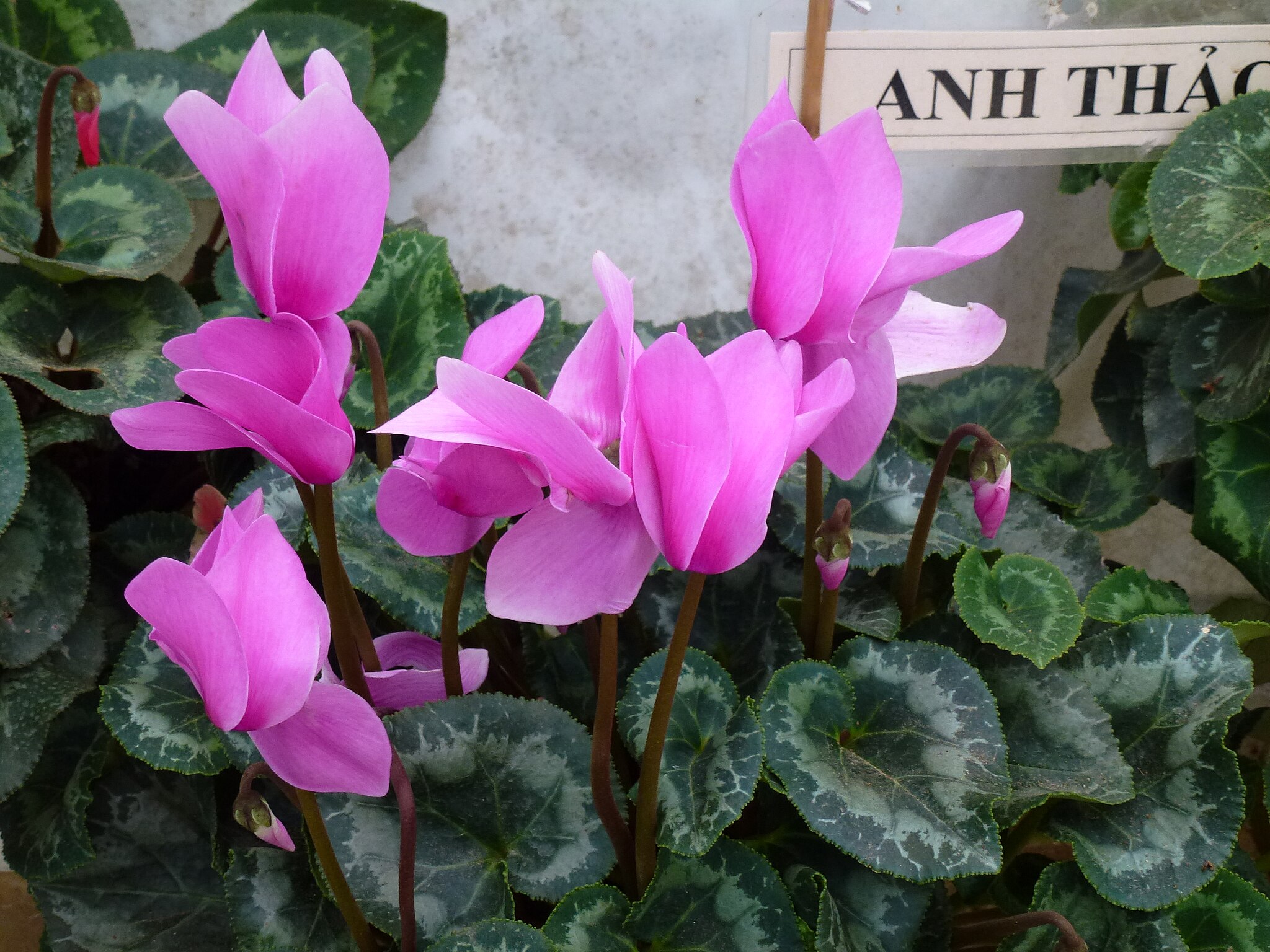 A ciklámen gondozása, szaporítása (Cyclamen persicum) - KertVár