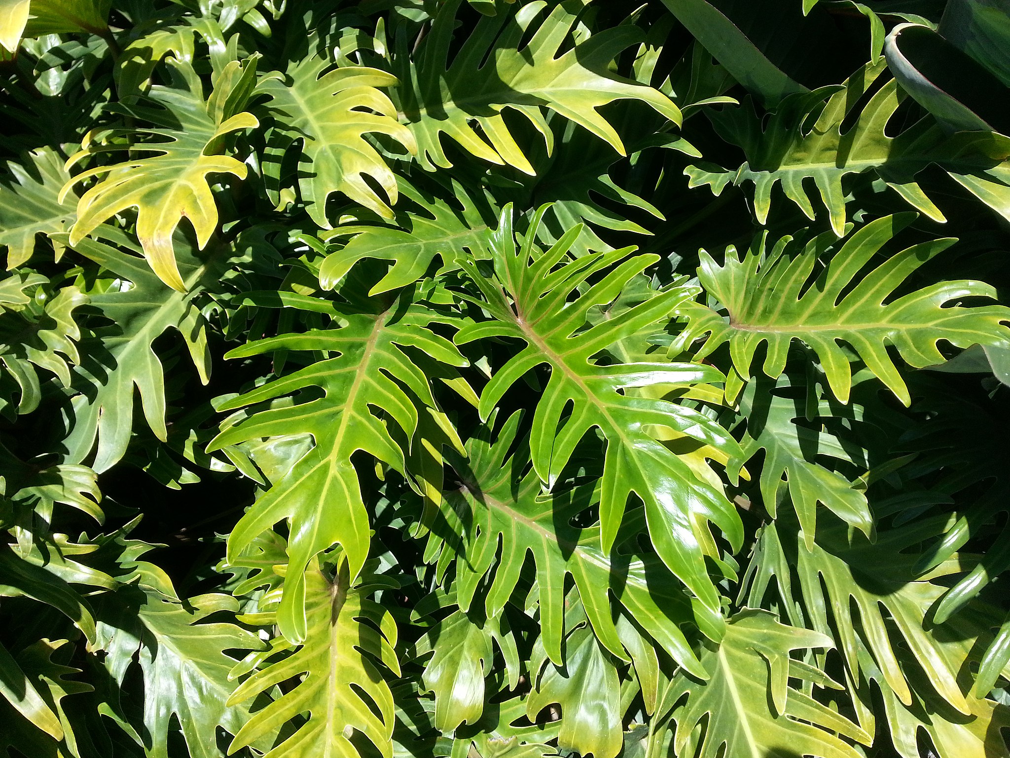 A filodendron gondozása (Philodendron xanadu) - KertVár