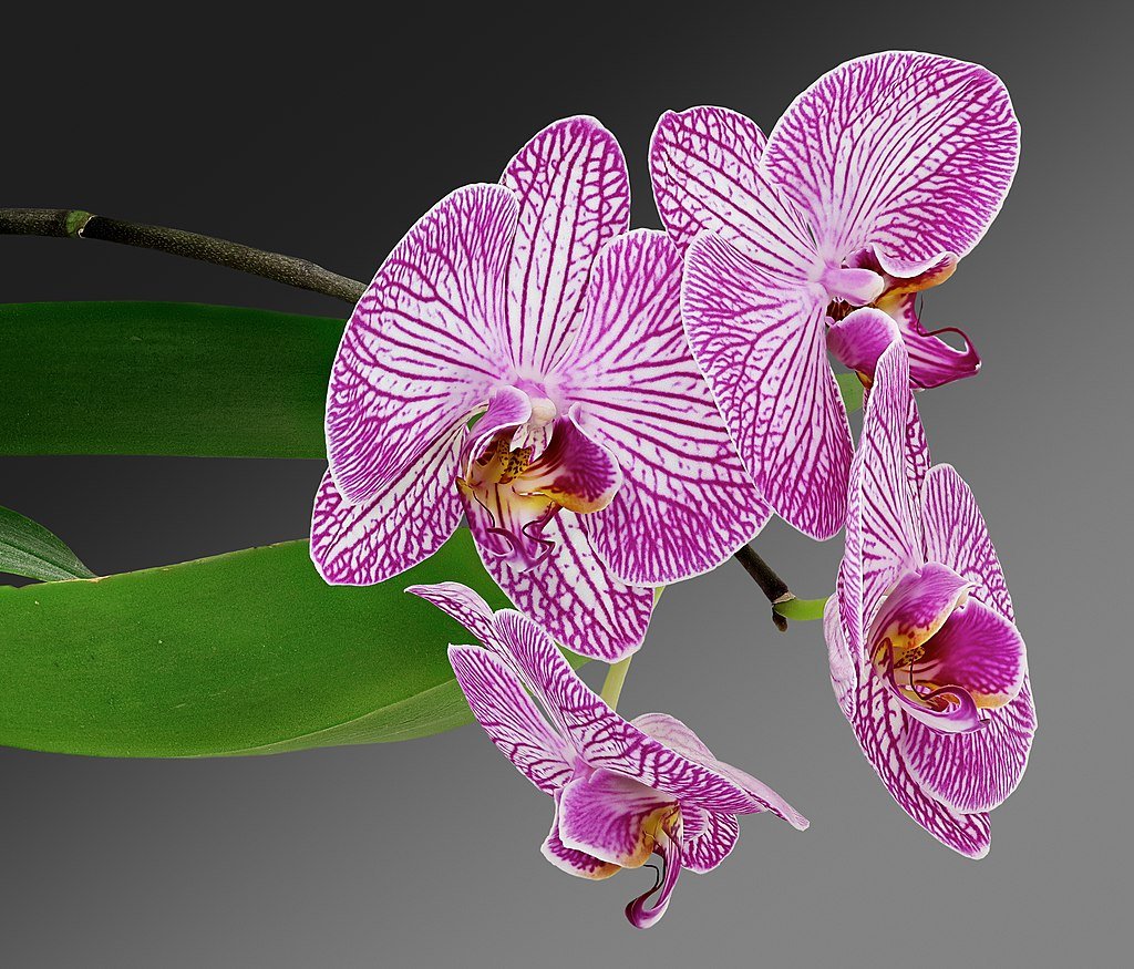 Az orchidea szaporítása tőosztással és sarjról - KertVár
