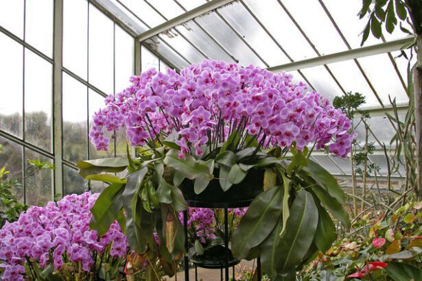 Az orchidea szaporítása tőosztással és sarjról - KertVár