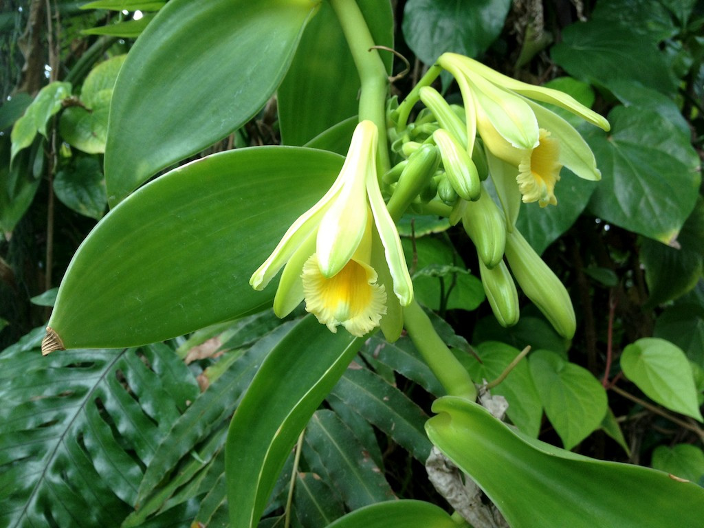 A vanília gondozása(Vanilla planifolia) - KertVár