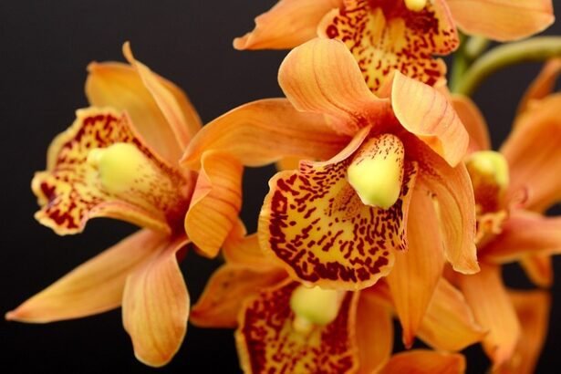 Az Orchidea gondozása: A tökéletes virágzás titkai