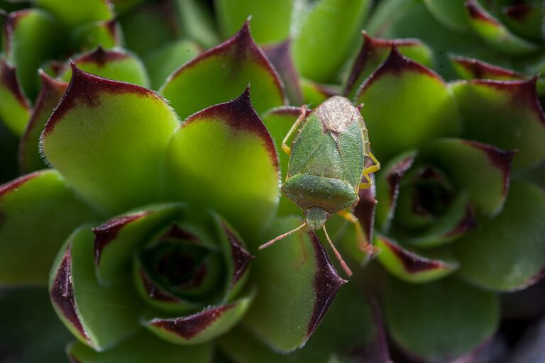 Kövirózsa (Sempervivum) Gondozása - Gyönyörű és Tartós Növények