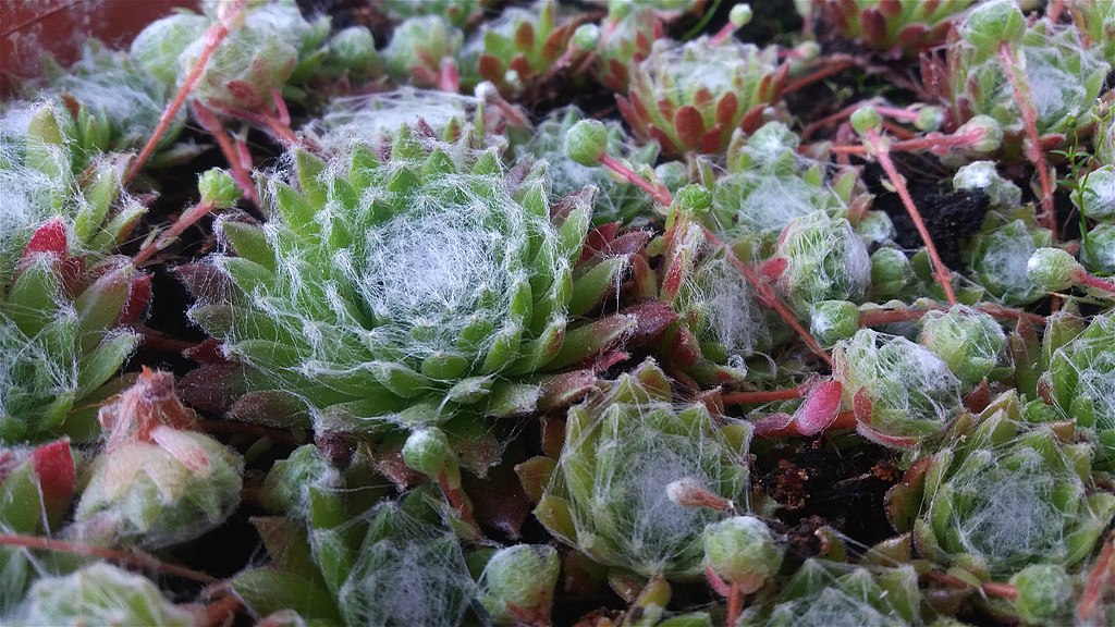 Sempervivum arachnoideum - A pókhálós kövirózsa gondozása!