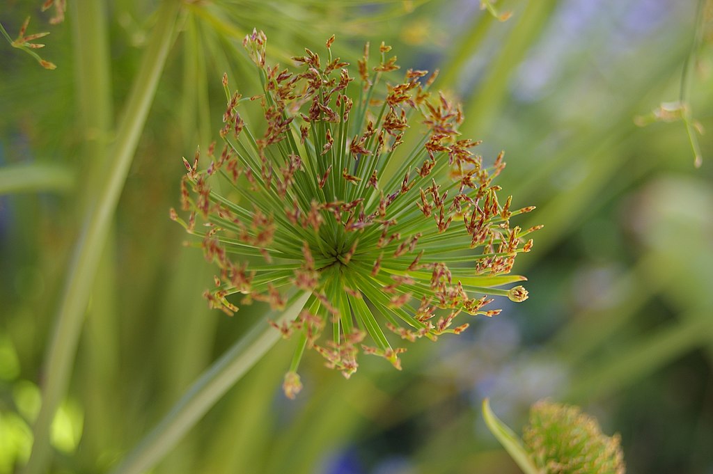 A Papirusz Gondozása (Cyperus papyrus) - Részletes Útmutató