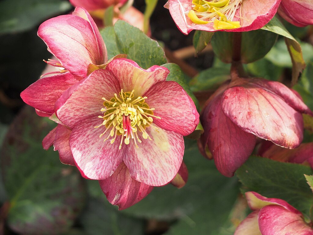 A Hunyor gondozása (Helleborus): Egyszerű útmutató - KertVár
