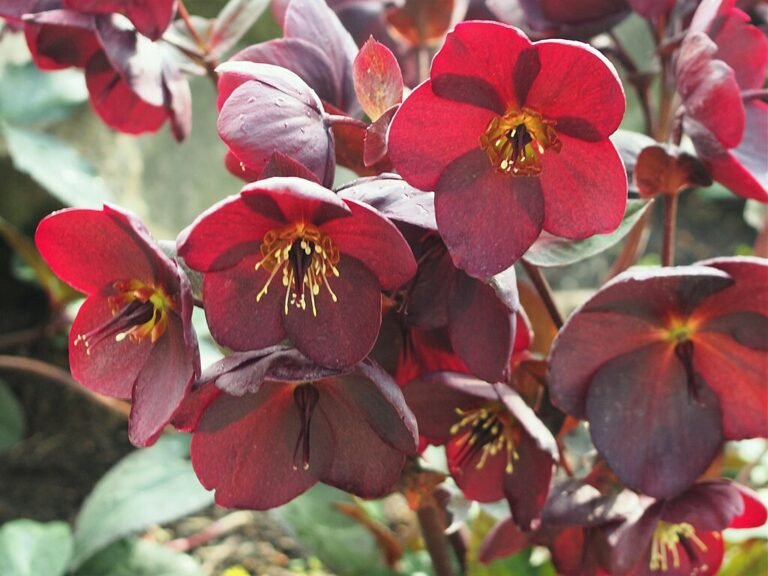 A Hunyor gondozása (Helleborus): Egyszerű útmutató - KertVár