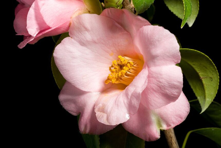 A Kamélia, Japán kamélia gondozása: Egyszerű lépések