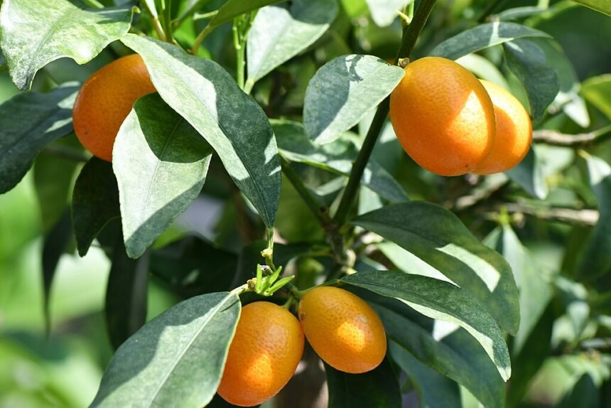 A Kumquat gondozása és teleltetése: Egy egzotikus gyöngyszem