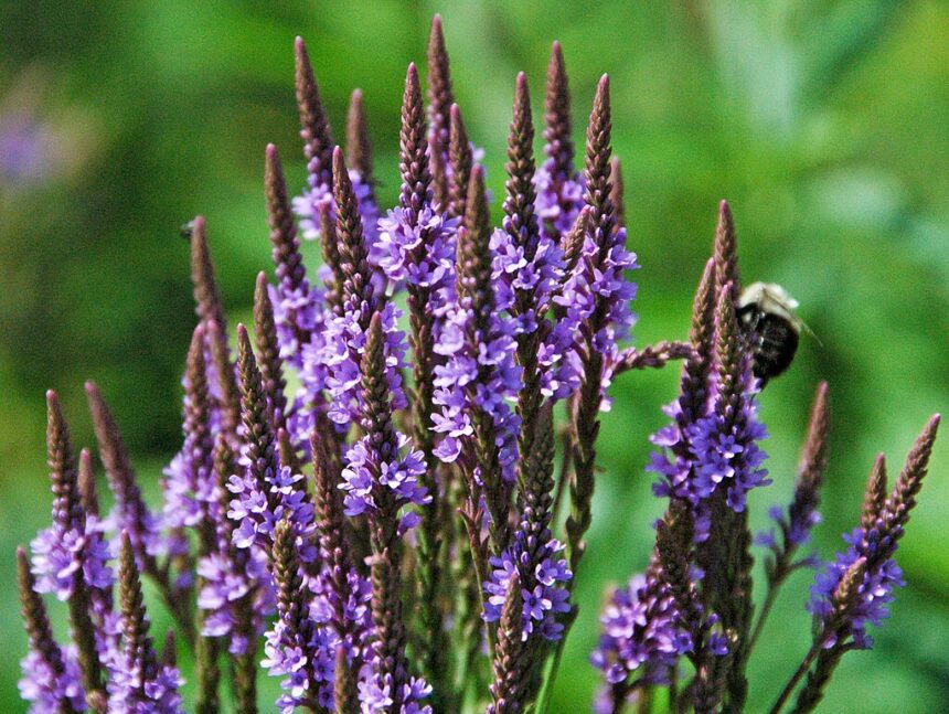 A Verbéna gondozása: A legszebb Verbéna fajták képekkel
