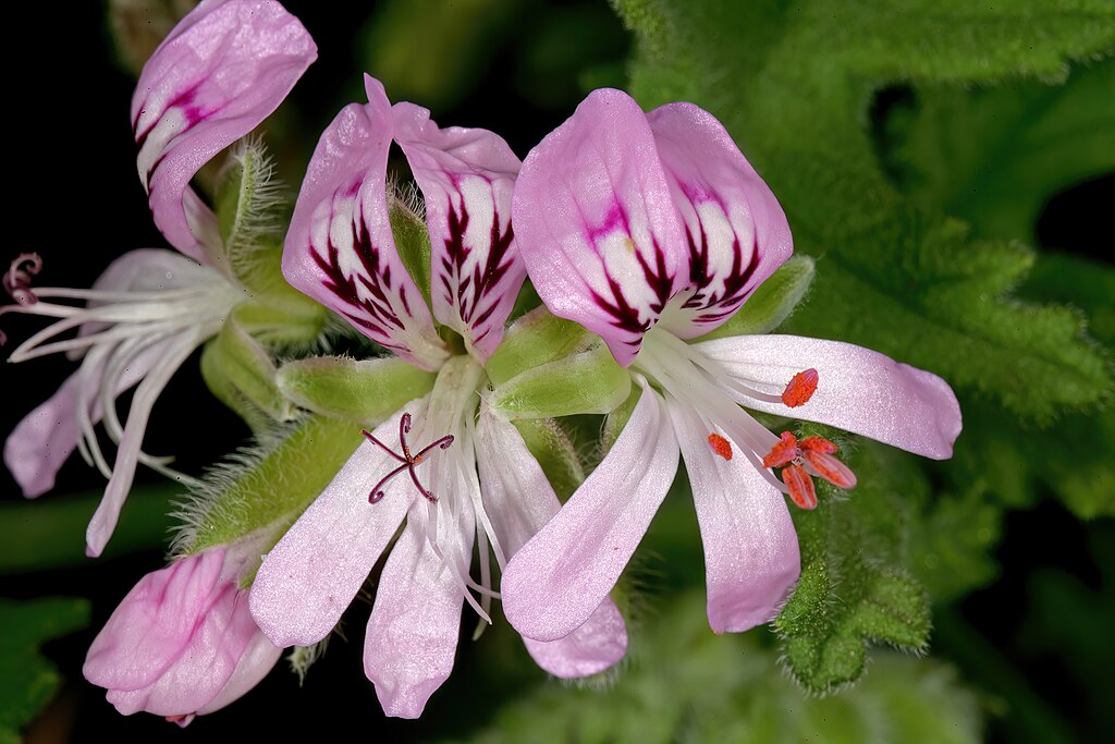 Az Illatos muskátli gondozása : Egzotikus szépség a kertben - KertVár
