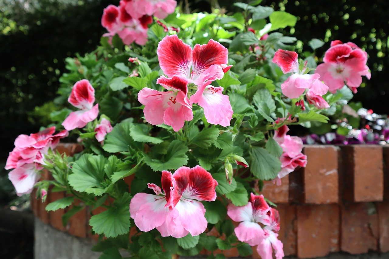 A Muskátli gondozása és a legszebb fajták bemutatása - KertVár