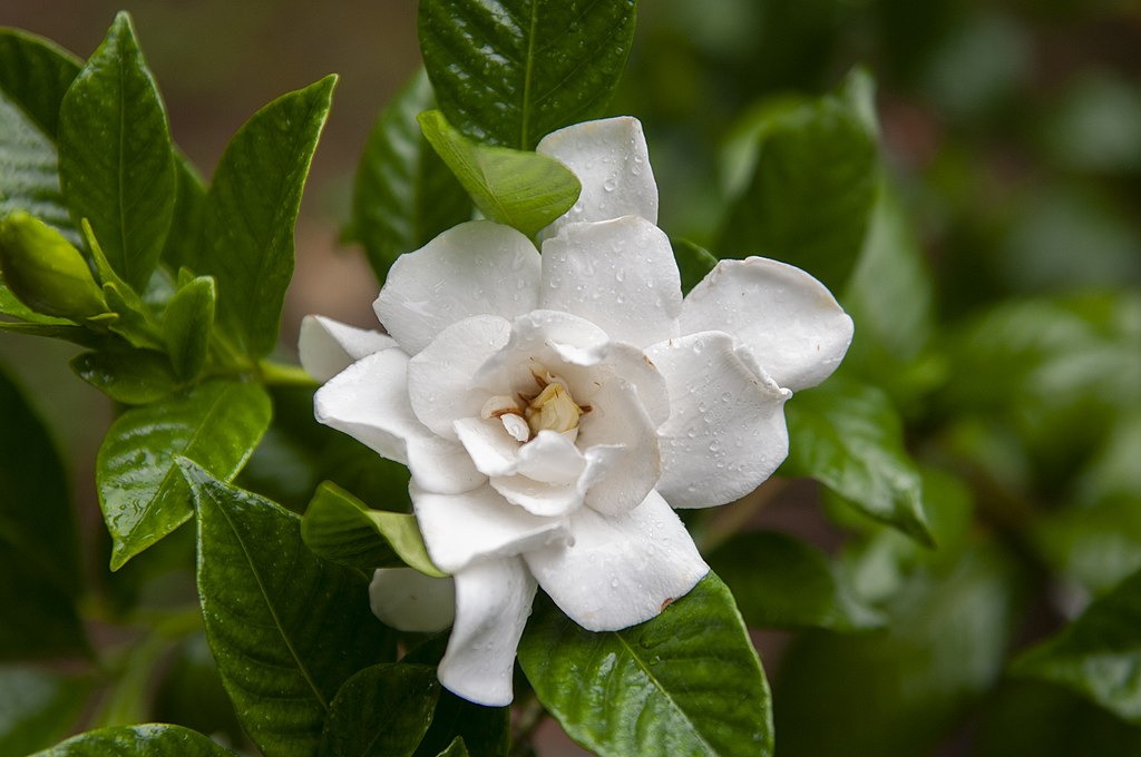 A Gardénia (Gardenia jasminoides) gondozása: Részletes útmutató