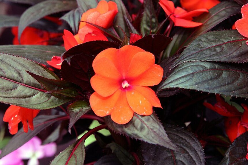 A Nebáncsvirág (Pistike virág) gondozása, fajtái és szaporítása